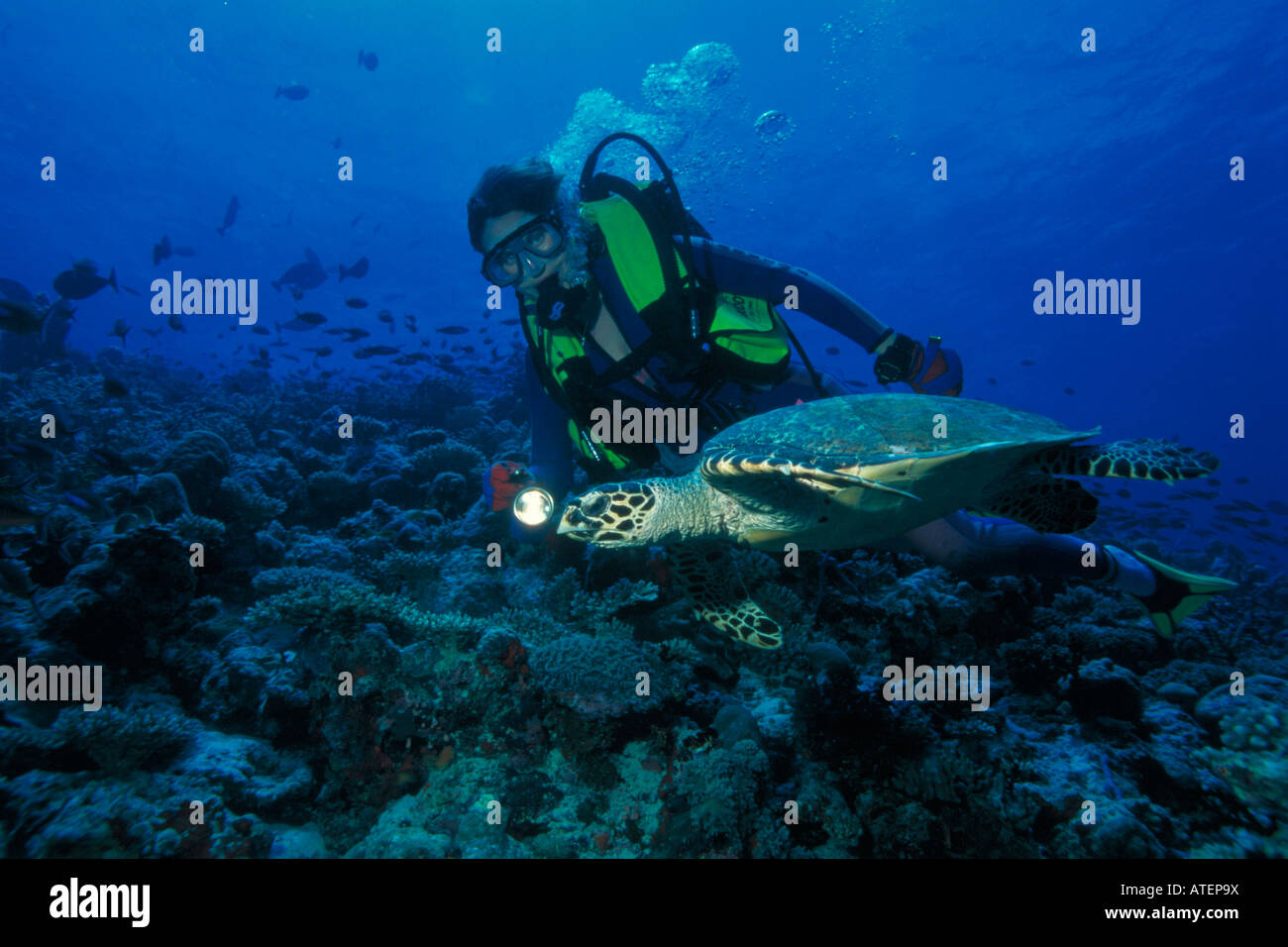 Green sea tortoises chelonia hi-res stock photography and images - Alamy
