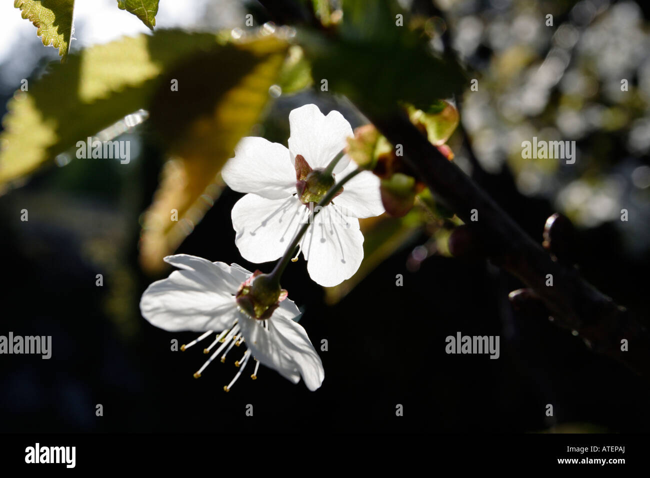 Flowering cherry tree Stock Photo - Alamy
