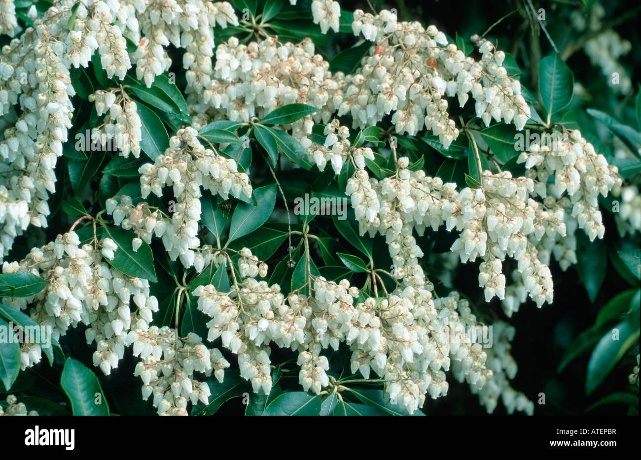 Japanese Pieris / Lily-of-the-Valley-Bush Stock Photo - Alamy