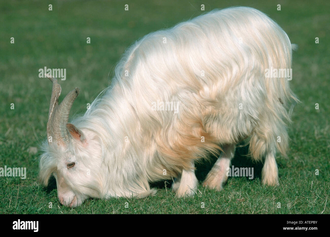 Kashmir goat hi-res stock photography and images - Alamy
