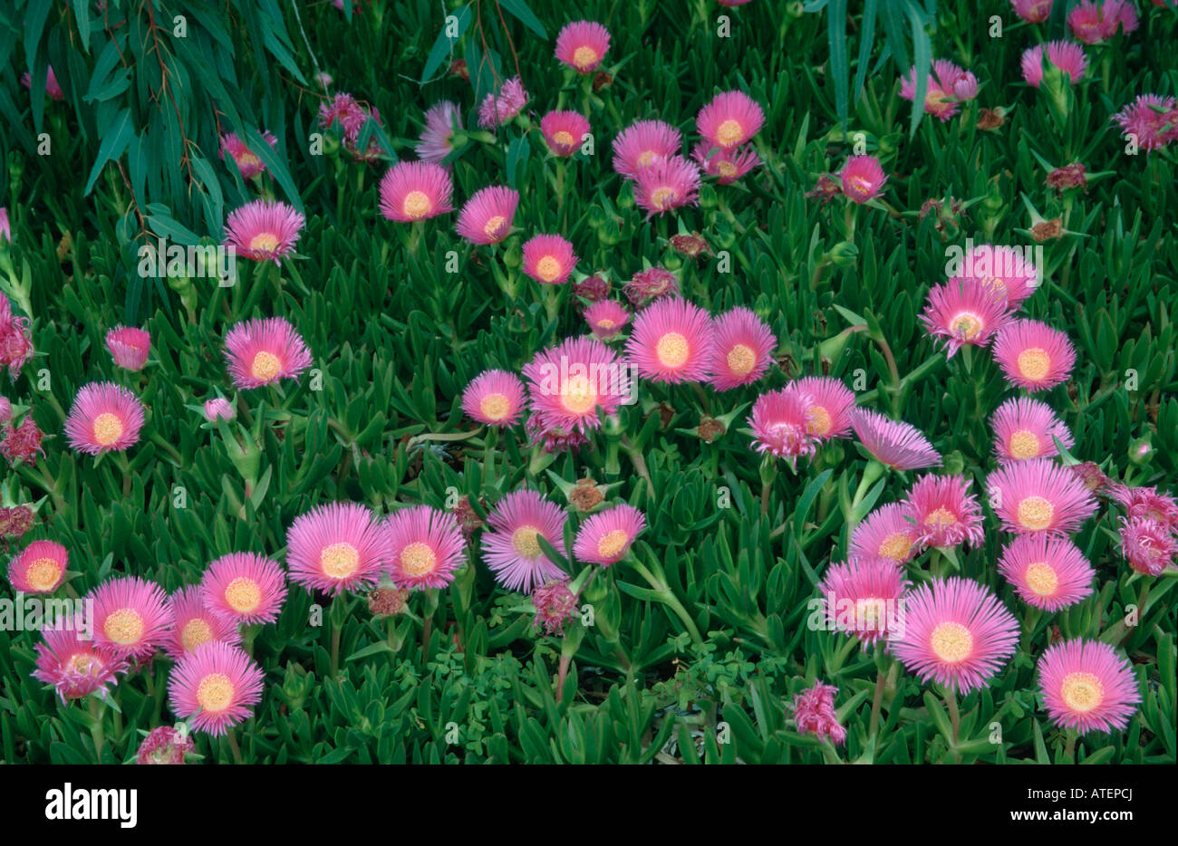 Portulaceae hi-res stock photography and images - Alamy