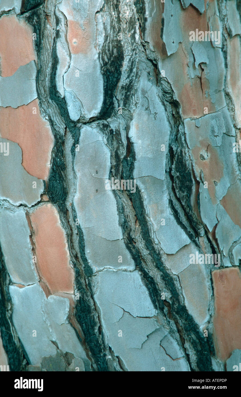 Stone pine bark umbrella pine hi-res stock photography and images - Alamy