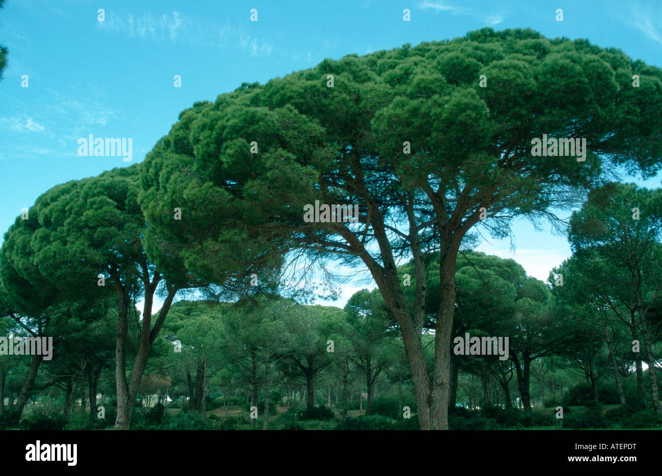 Stone Pine Forest / Umbrella Pine Forest Stock Photo - Alamy