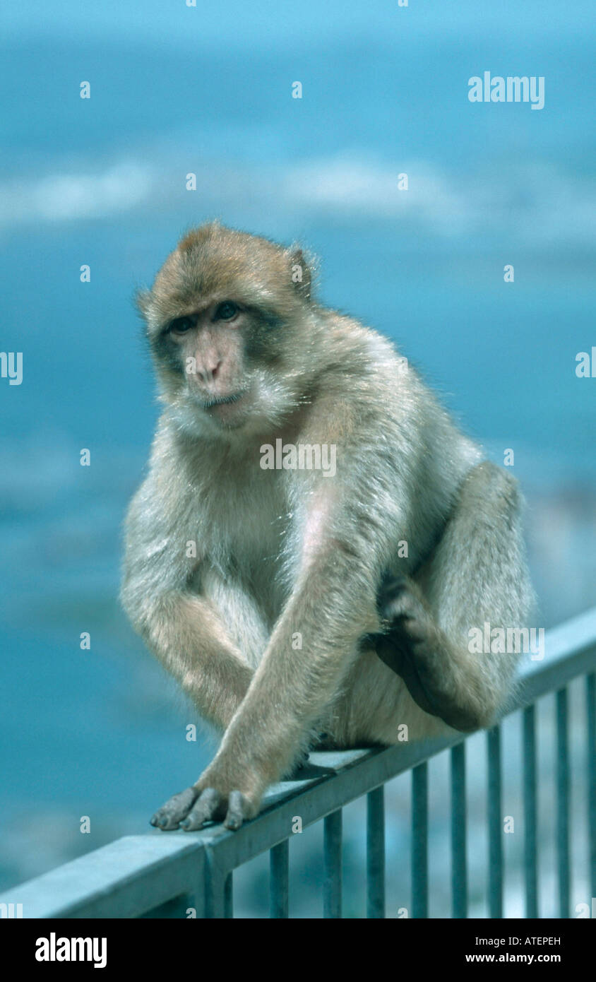 Barbary Monkey / Magot Stock Photo - Alamy
