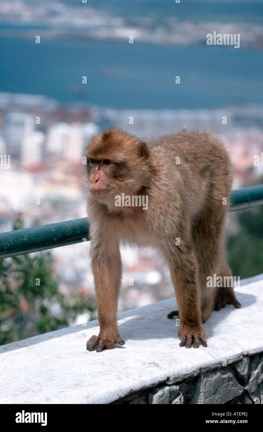 Barbary Monkey / Magot Stock Photo - Alamy