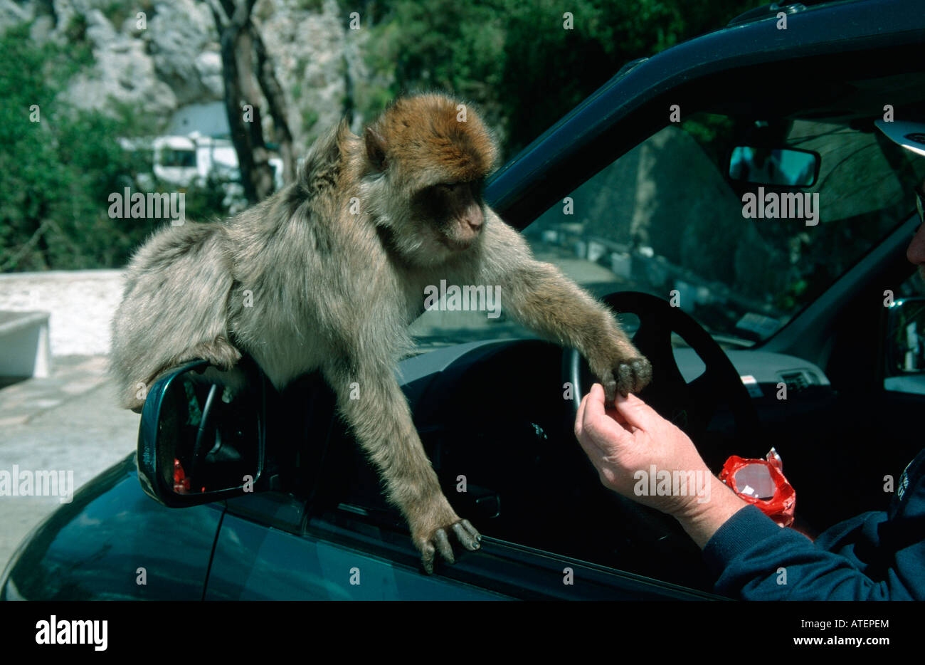 Barbary Monkey / Magot Stock Photo - Alamy