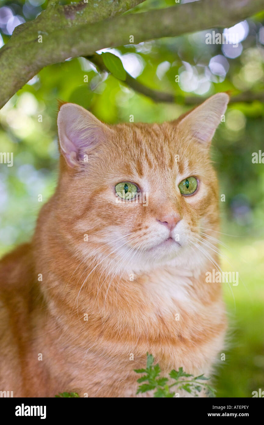 Portrait of Male Ginger Cat in Garden Stock Photo - Alamy