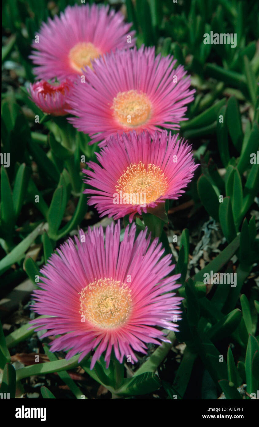 Portulaceae hi-res stock photography and images - Alamy