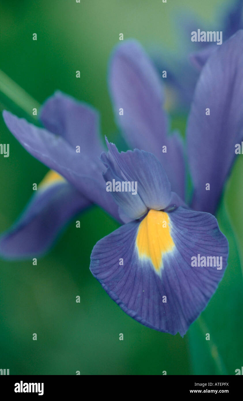 Iris spec iris hi-res stock photography and images - Alamy