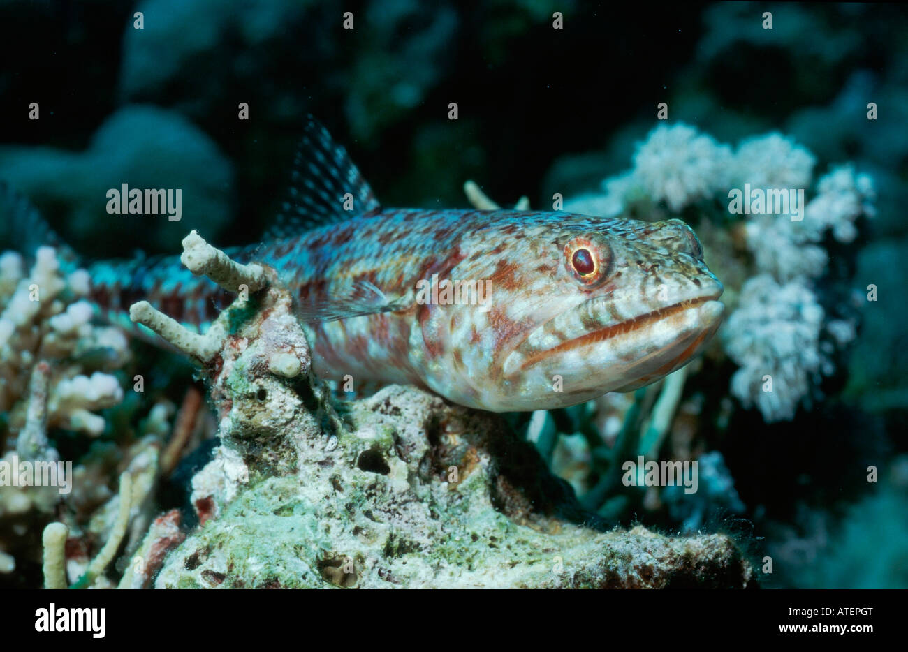 Lizard fish hi-res stock photography and images - Alamy
