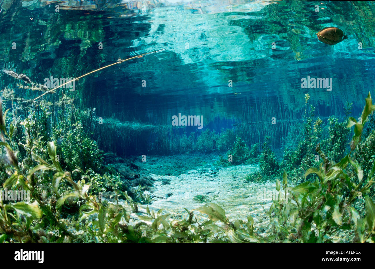Spring of Rainbow River / Quelle des Rainbowriver Stock Photo - Alamy