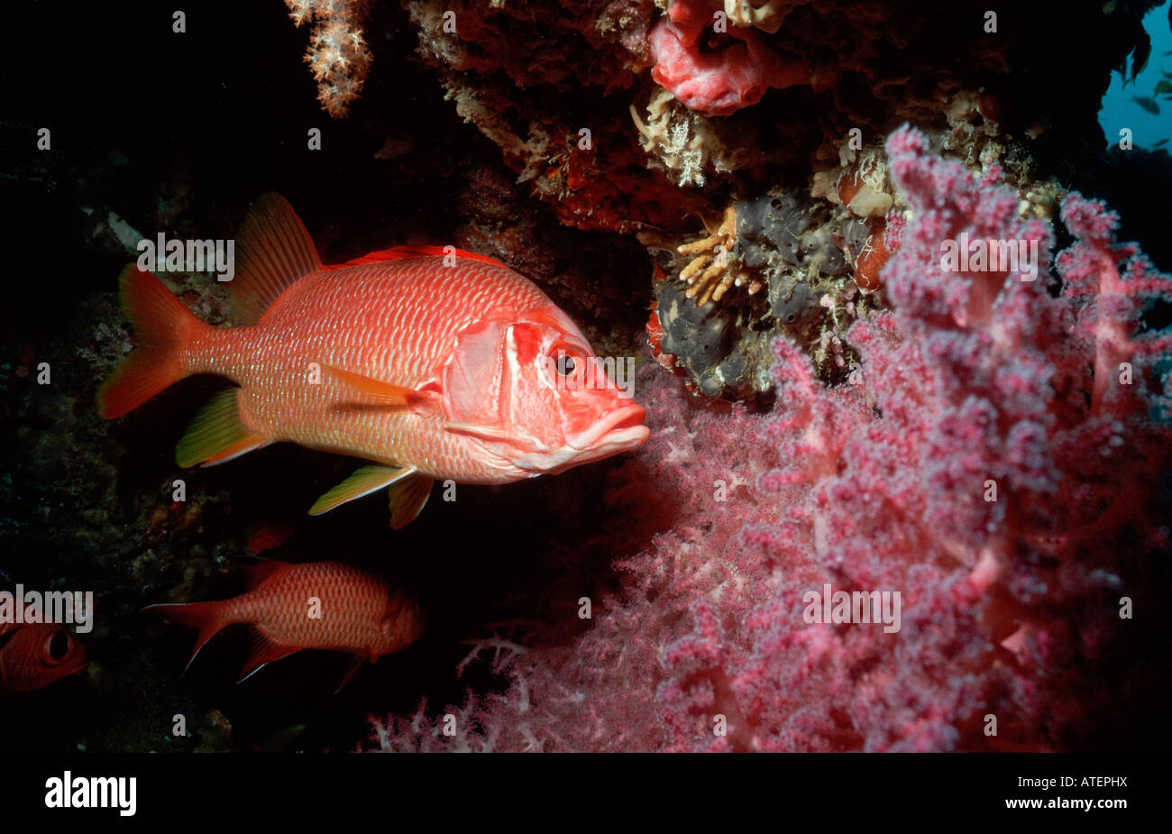 Malediven unterwasser hi-res stock photography and images - Alamy