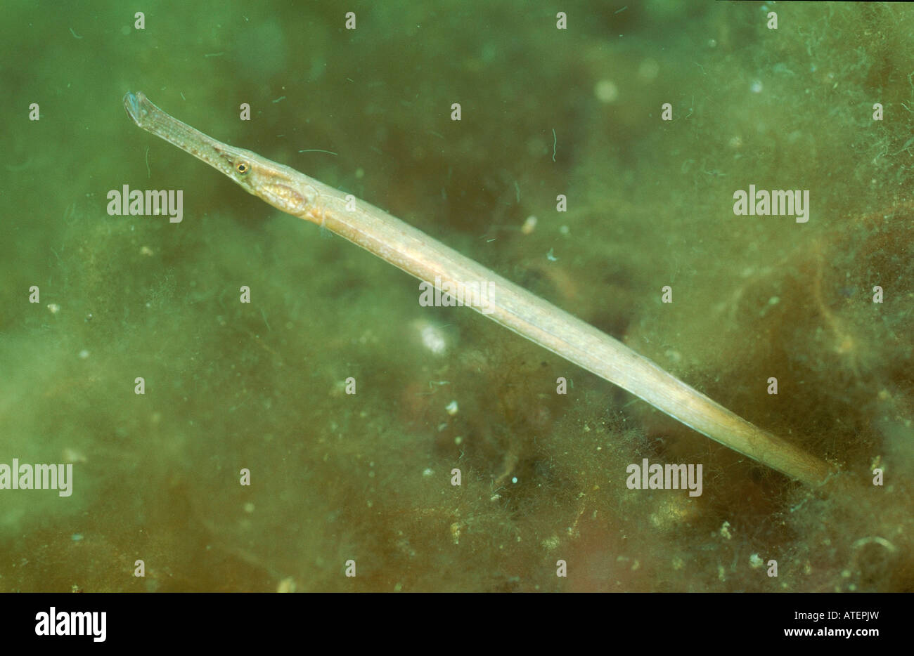 Lesser pipefish hi-res stock photography and images - Alamy