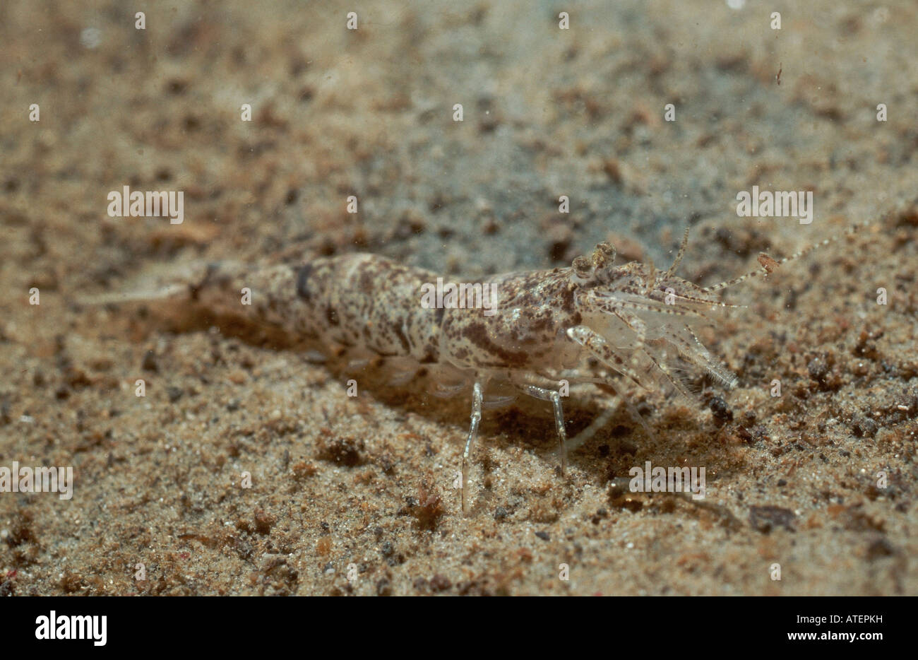 Common European Shrimp / Brown Shrimp / Nordseegarnele / Granat / Porre ...