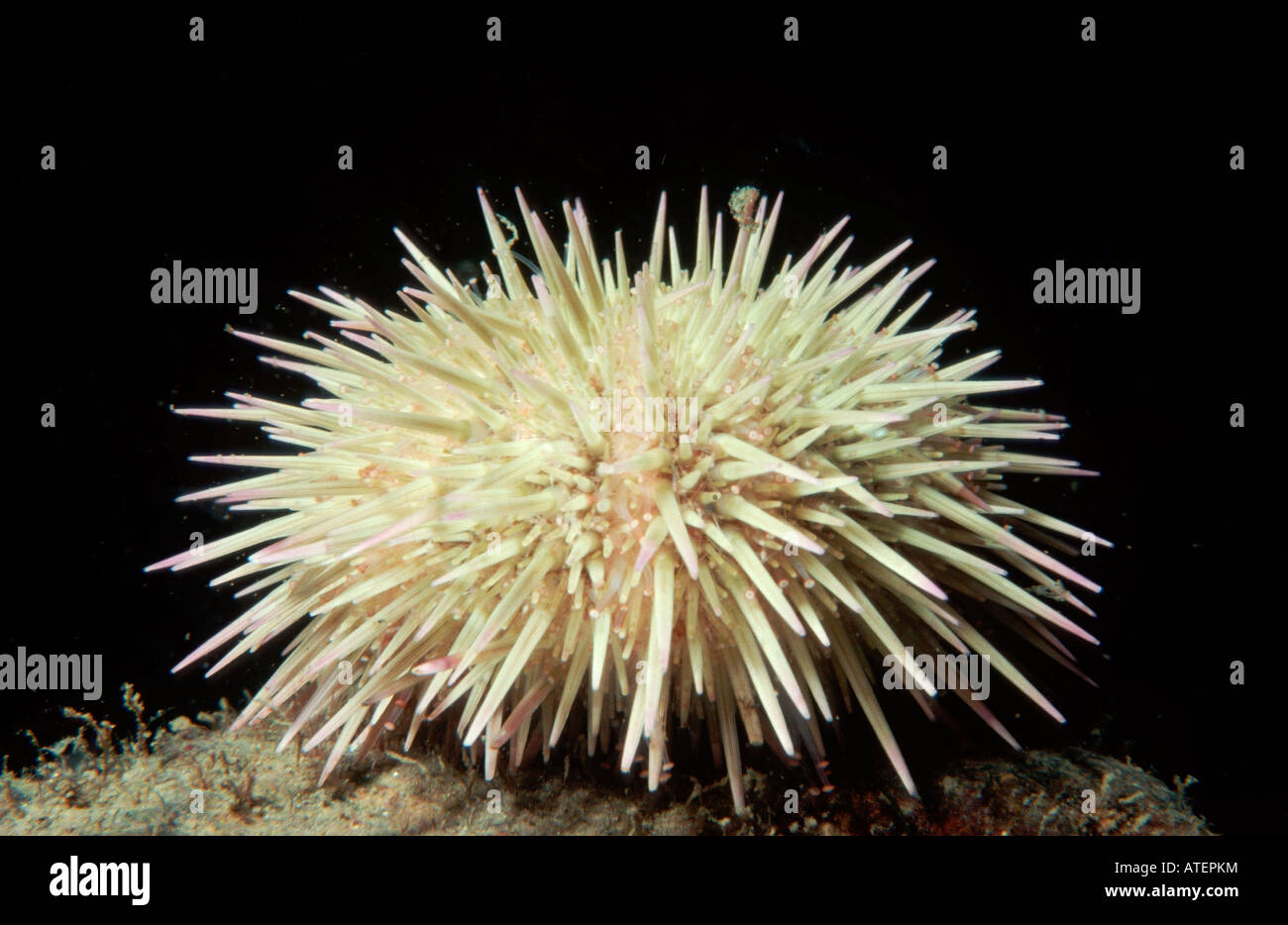 Sea urch hi-res stock photography and images - Alamy