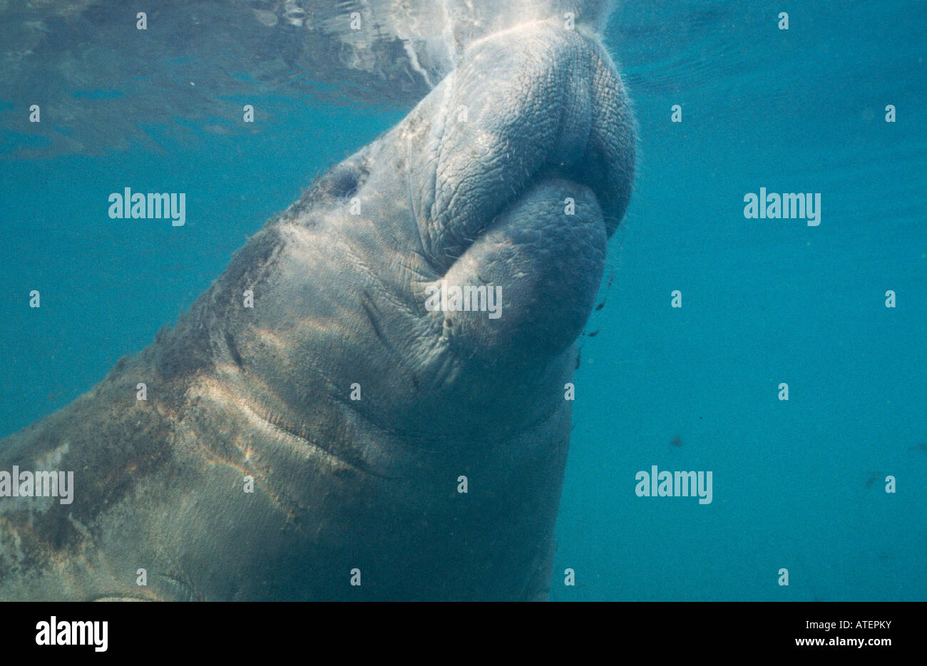 Manati river hi-res stock photography and images - Alamy