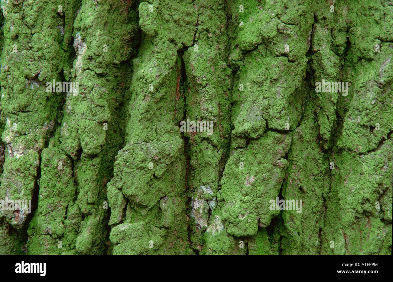 Pedunculate Oak / Sommereiche / Stieleiche Stock Photo - Alamy