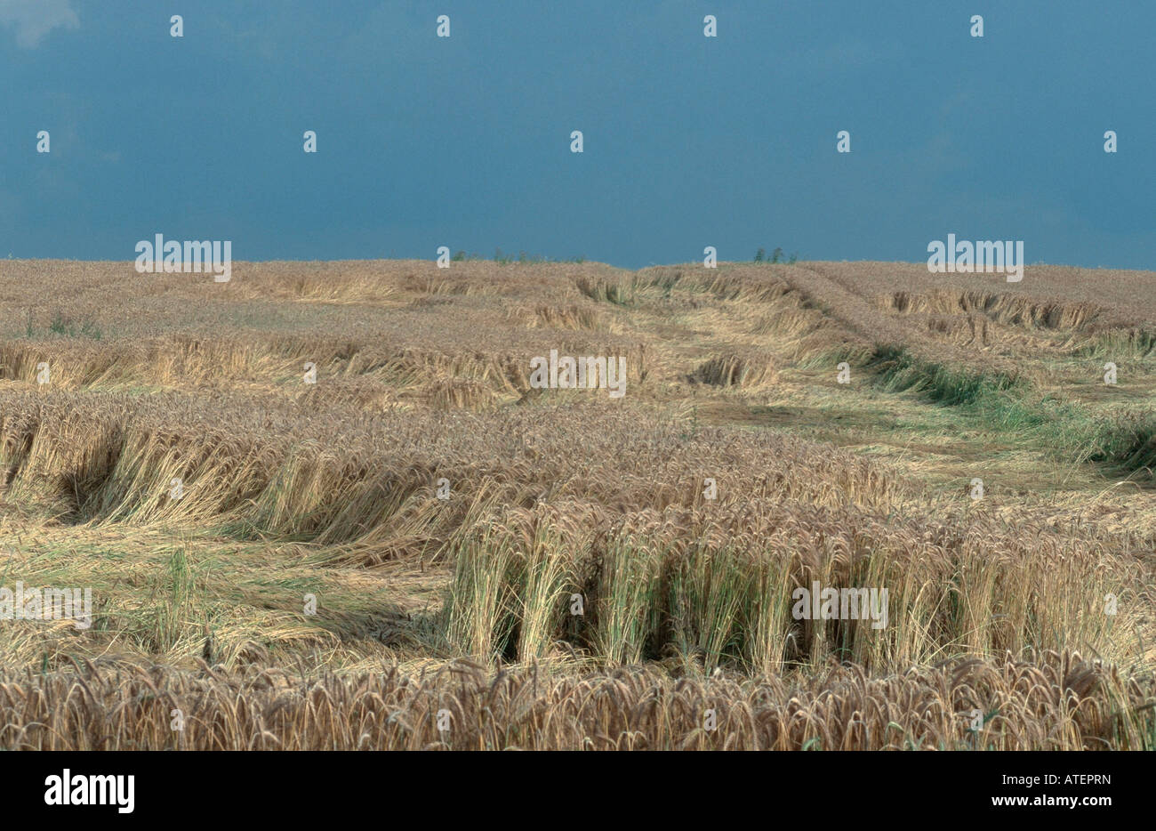 Roggenfeld hi-res stock photography and images - Alamy