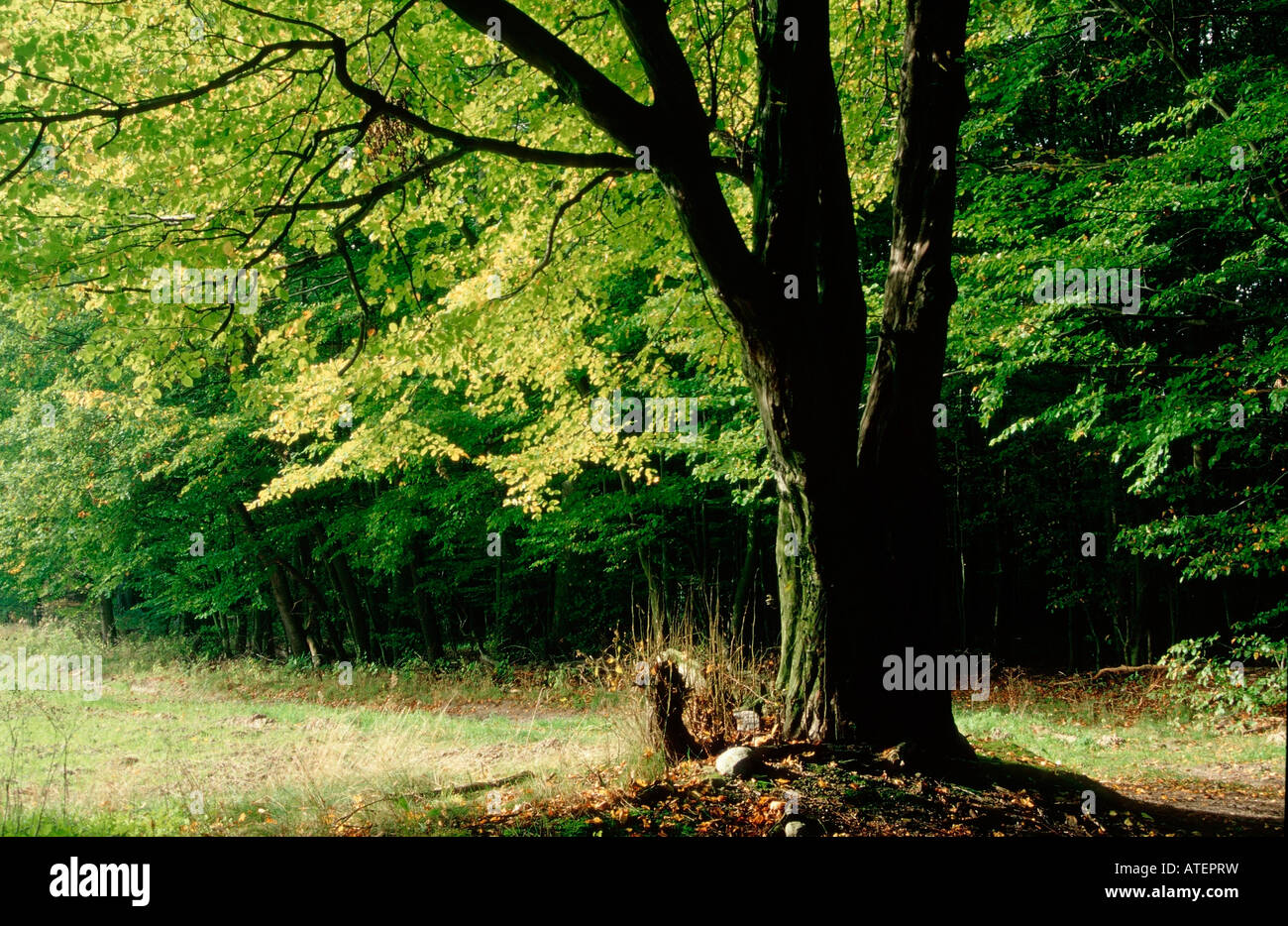 Rotbuche hi-res stock photography and images - Alamy