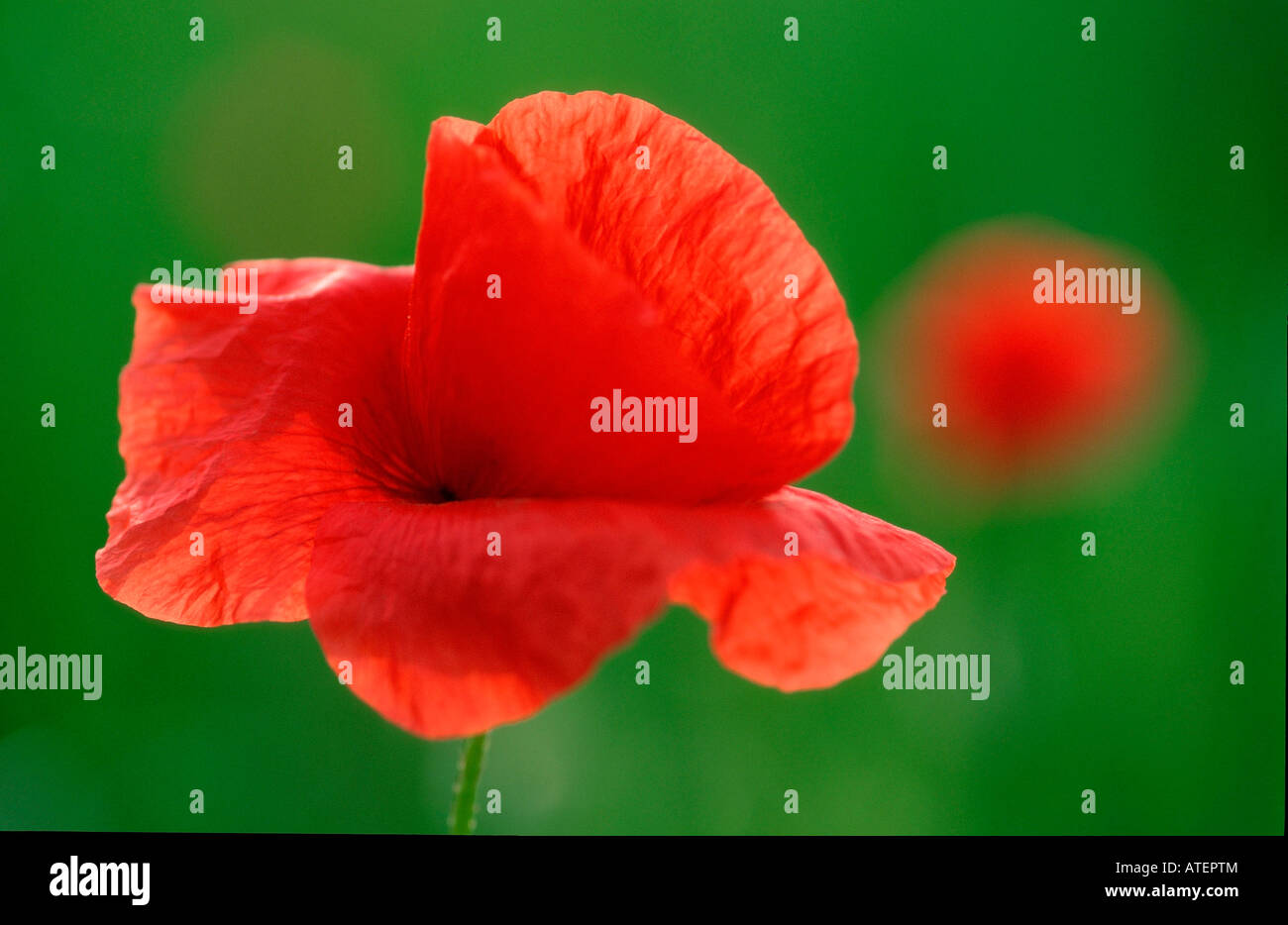 Common Poppy / Klatschmohn Stock Photo - Alamy