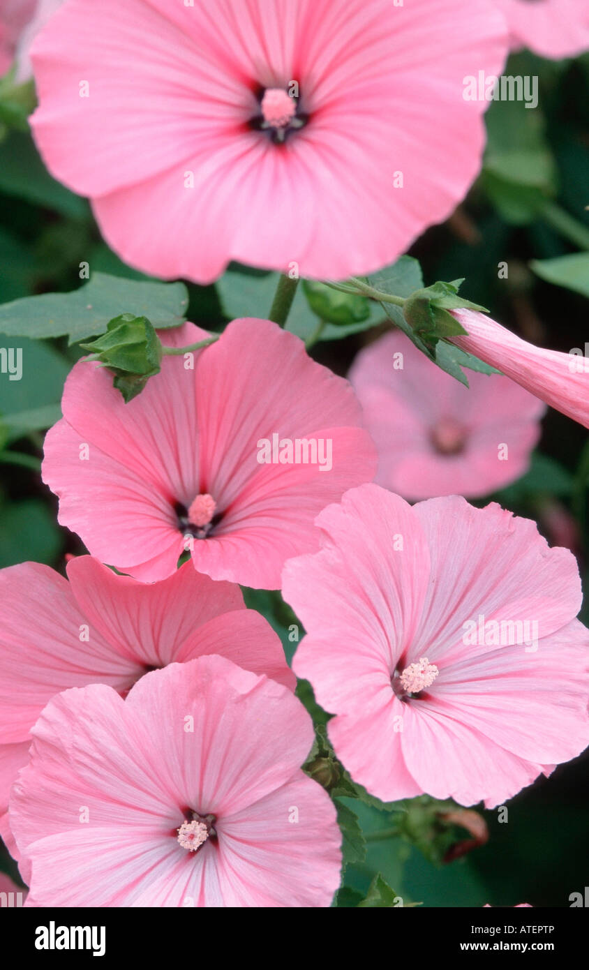 Mallow / Malve Stock Photo - Alamy