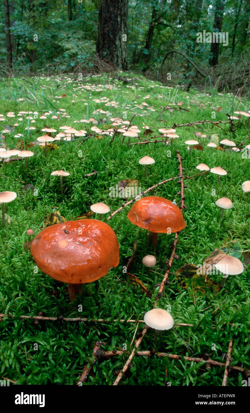 Rotkappe hi-res stock photography and images - Alamy