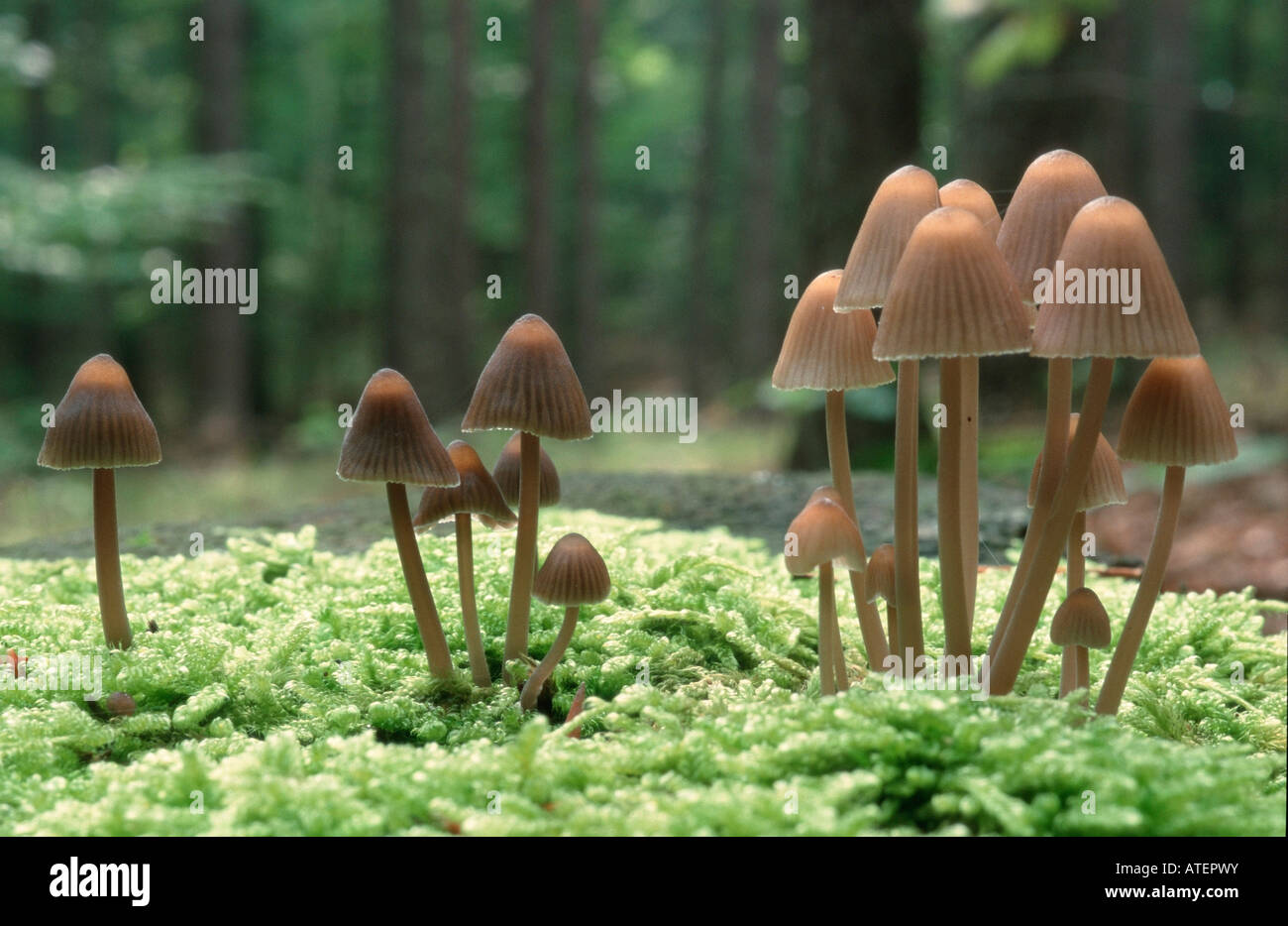 Helmlinge hi-res stock photography and images - Alamy