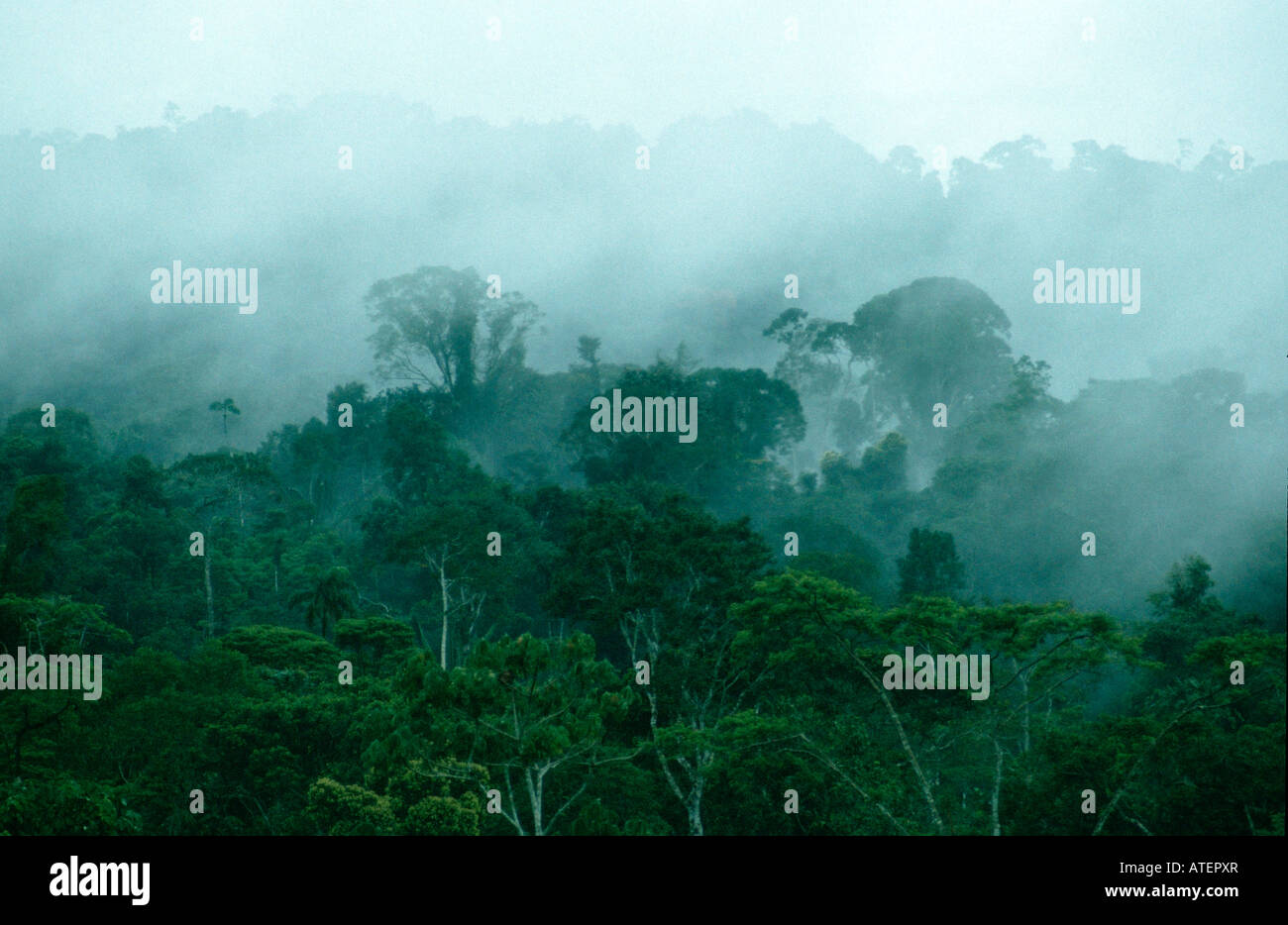 Tropischer regenwald hi-res stock photography and images - Alamy