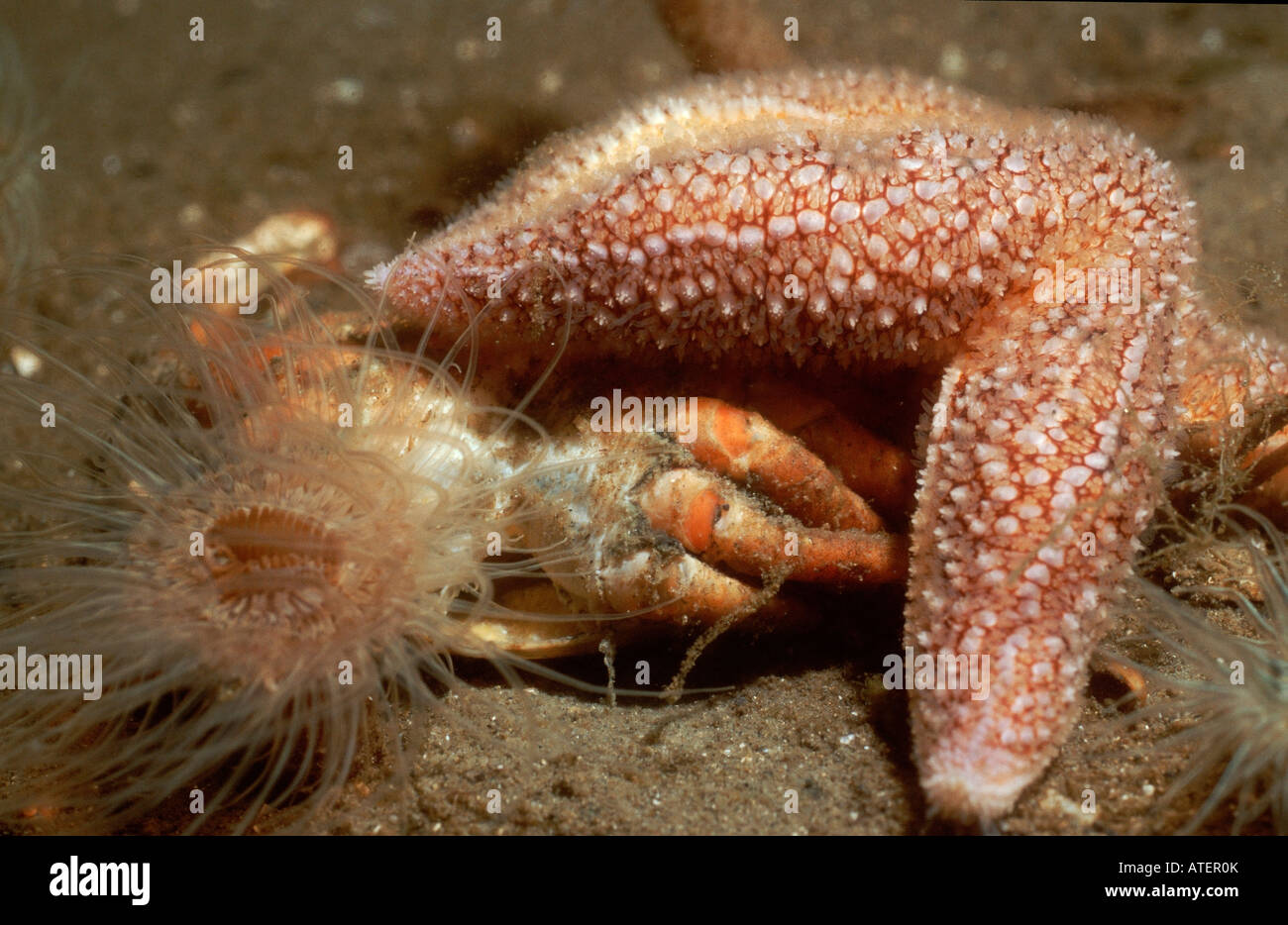 Common Starfish / Gemeiner Seestern Stock Photo - Alamy