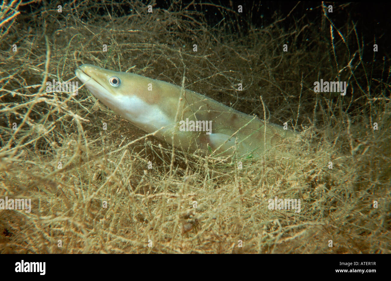 European eel river hi-res stock photography and images - Alamy