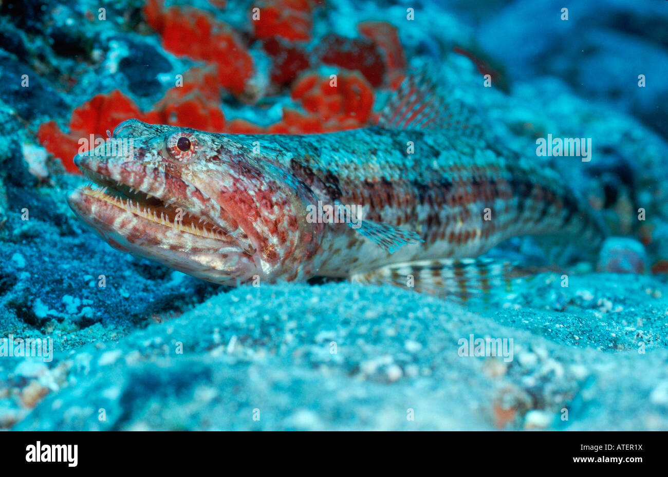 Lizard fish hi-res stock photography and images - Alamy
