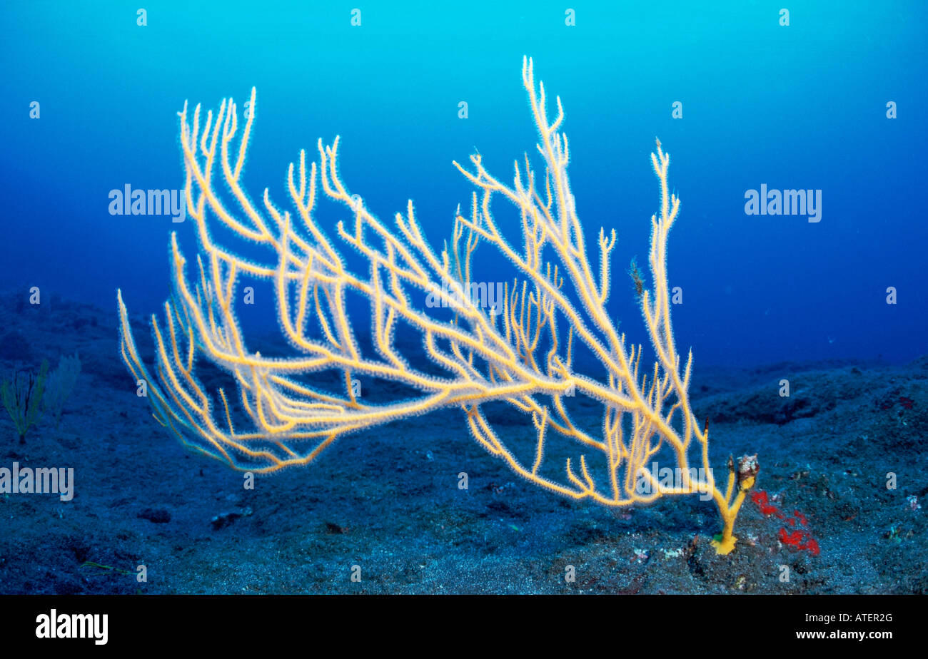 Yellow Gorgonian / Gelbe Hornkoralle / Gelbe Gorgonie Stock Photo - Alamy