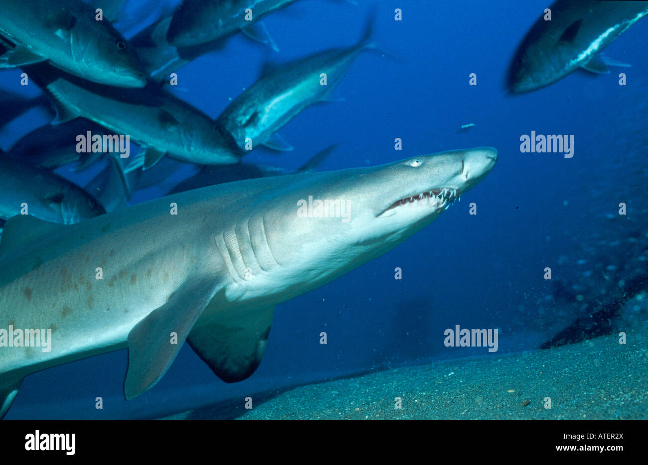 Sandtiger Shark / Sandtiger Stock Photo - Alamy