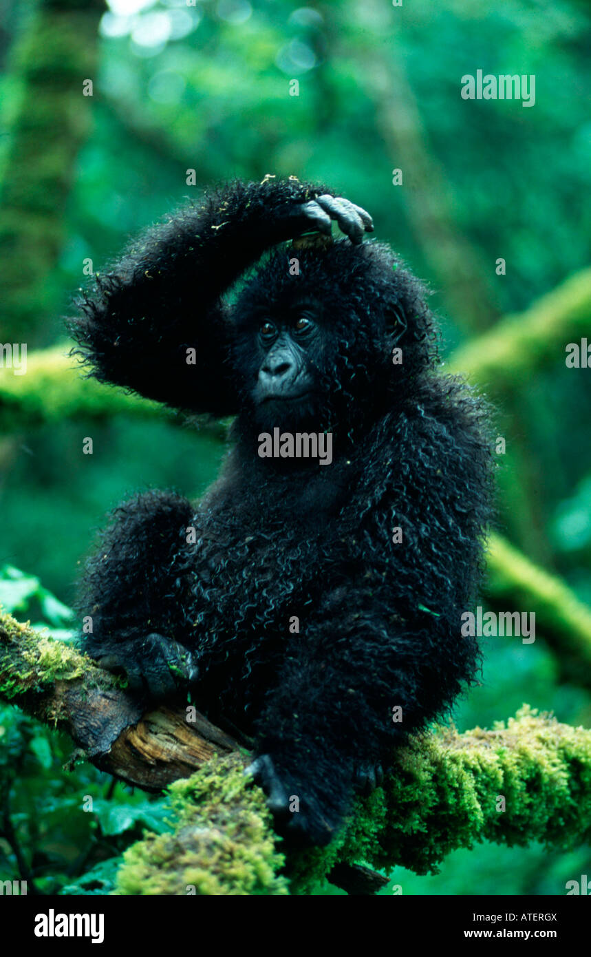 Gorilla scratching hi-res stock photography and images - Alamy