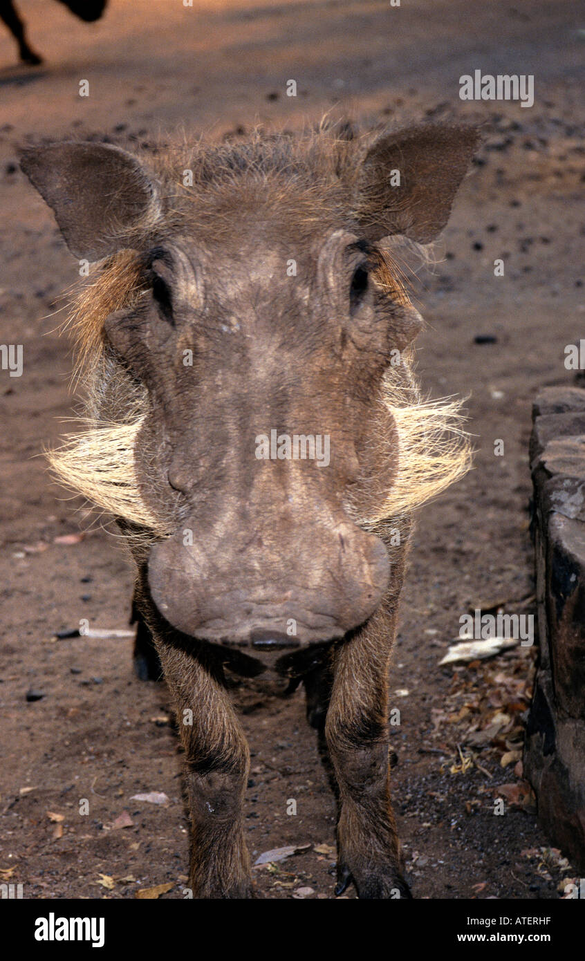 Detail of a female warthog head on Stock Photo - Alamy