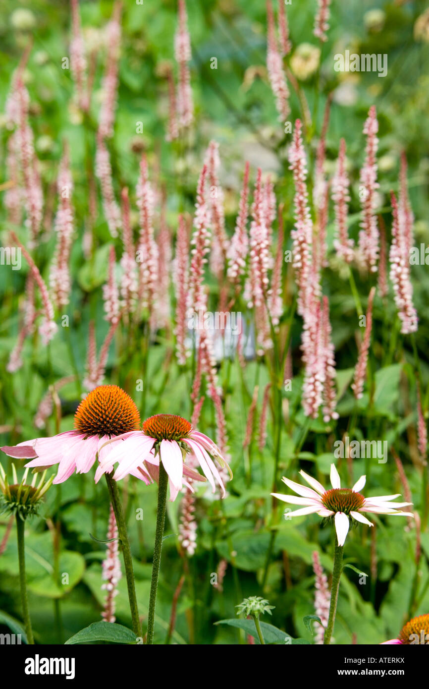 Coneflower border hi-res stock photography and images - Alamy