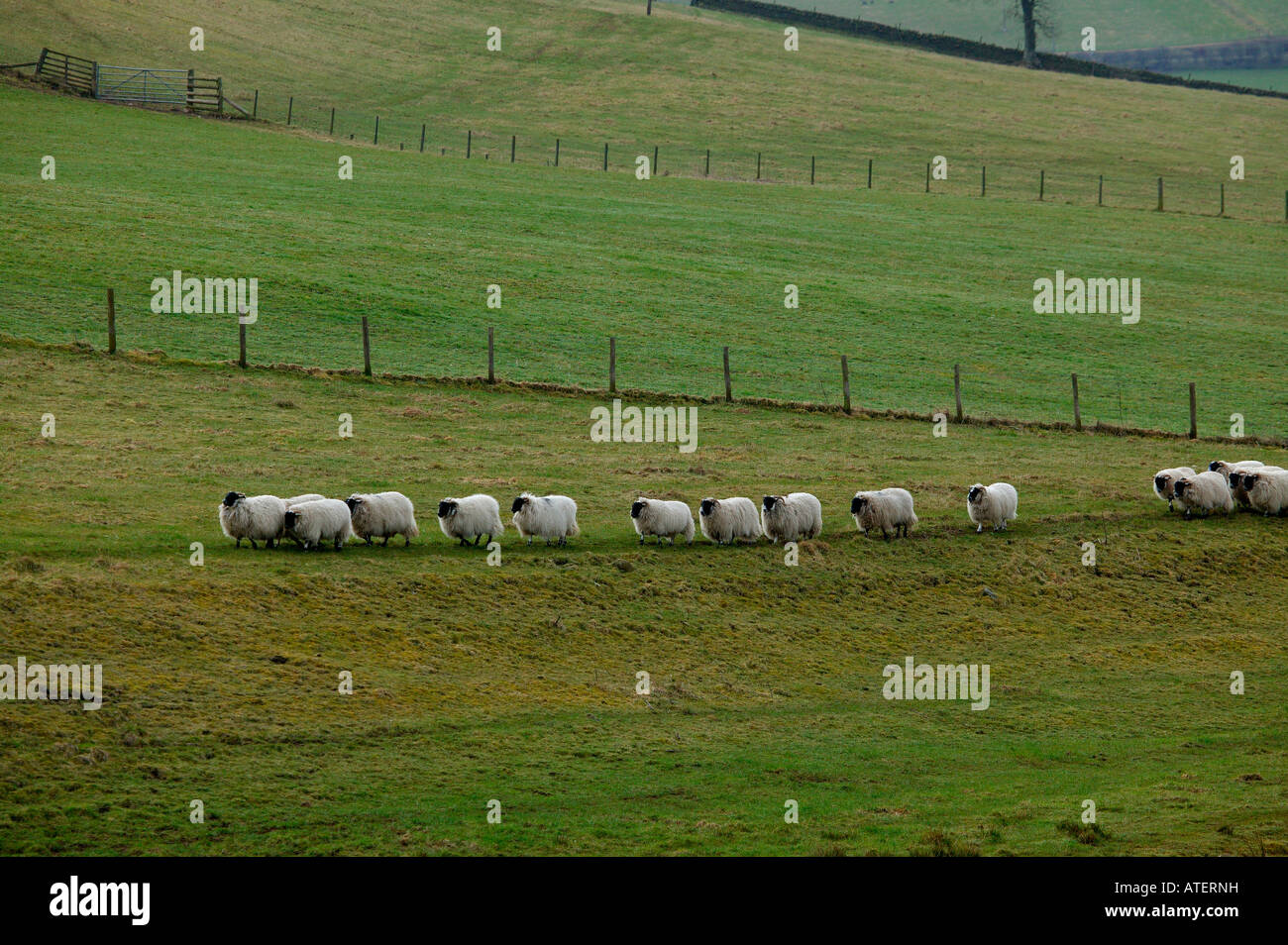 line of sheep making their way across field of grass, Midlothian ...