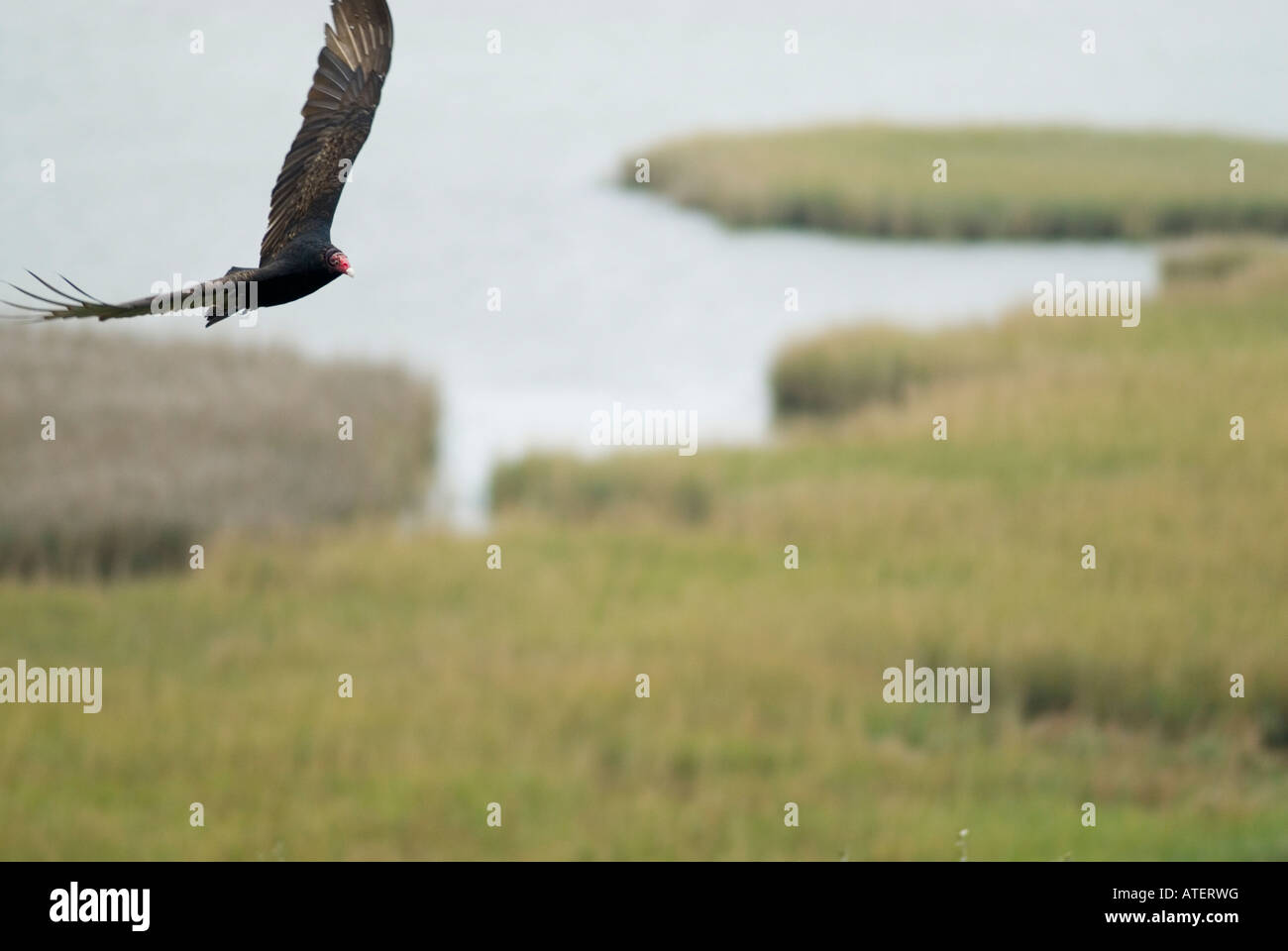 A turkey vulture flying over the wetlands near the Gulf of Mexico at ...