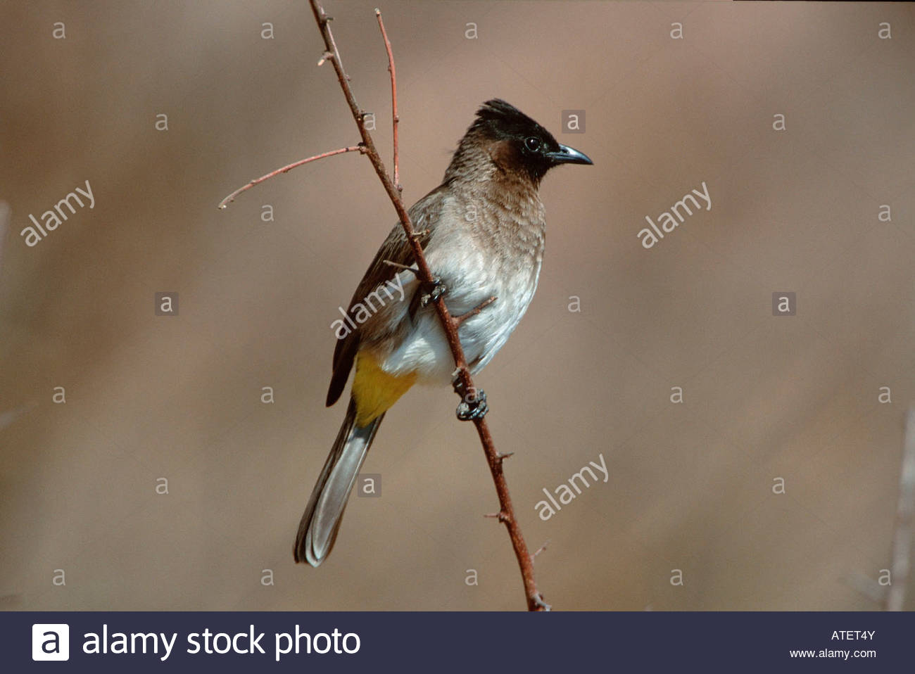 Black Eyed Bulbul Stock Photos & Black Eyed Bulbul Stock Images - Alamy