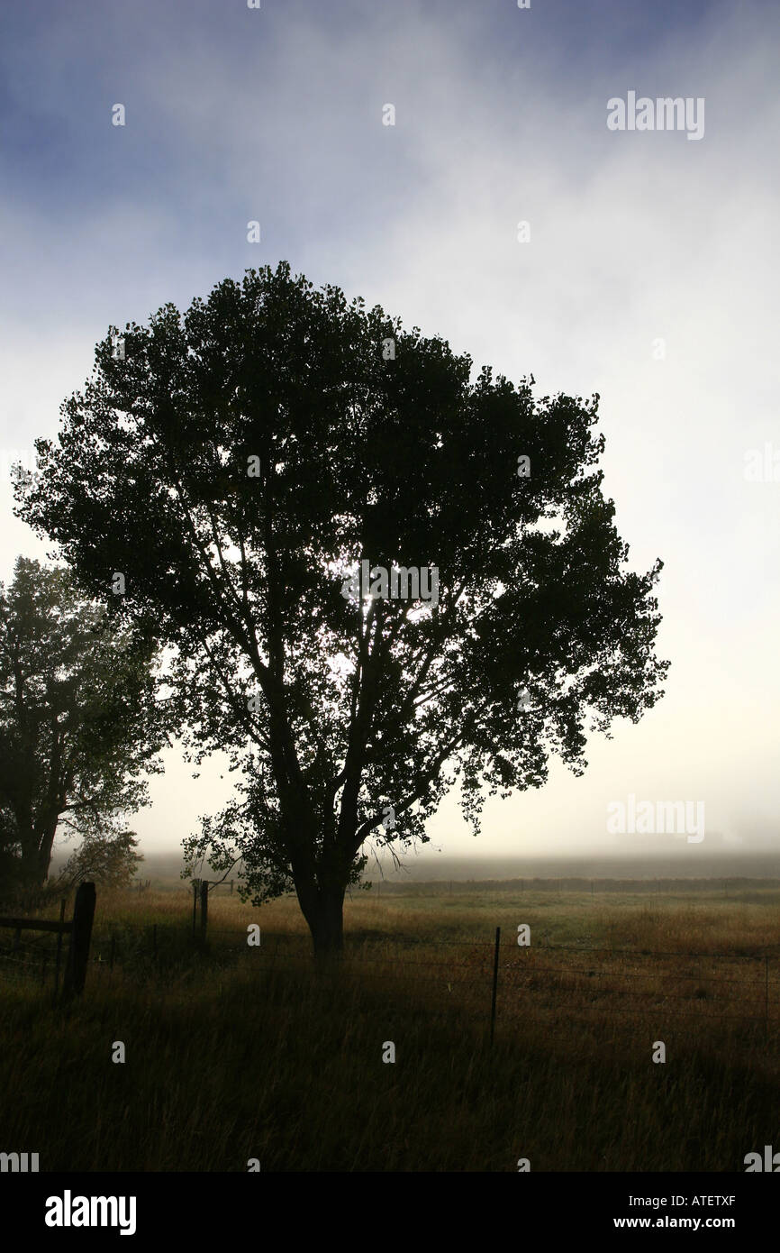 Tree with Fog Stock Photo - Alamy