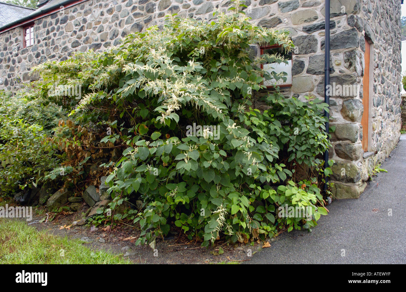 Japanese knotweed house hi-res stock photography and images - Alamy