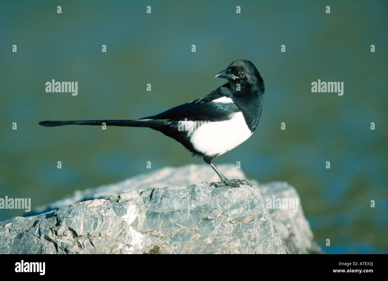 Magpie national park alberta canada hi-res stock photography and images ...