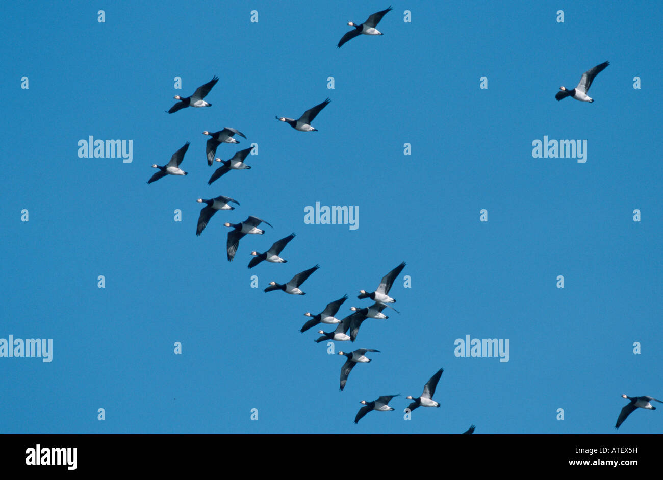 Barnacle goose migration hi-res stock photography and images - Alamy
