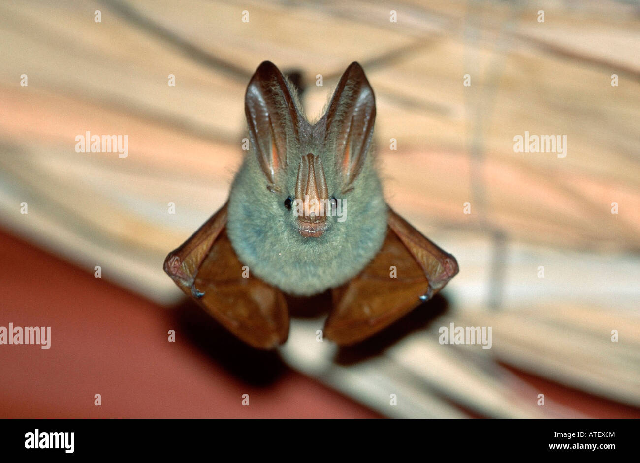 Winged bat hi-res stock photography and images - Alamy
