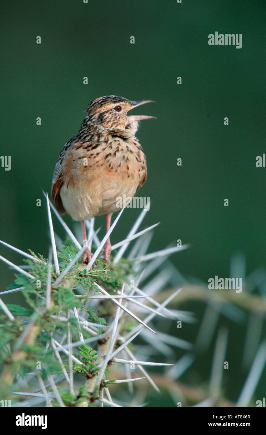 Bushlark hi-res stock photography and images - Alamy
