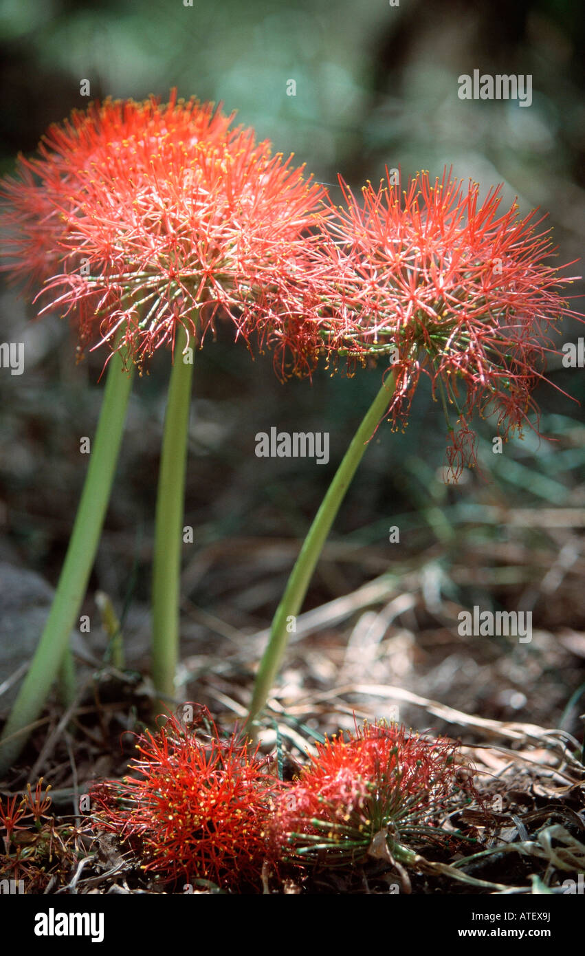 Fireball Lily / Blood Lily Stock Photo - Alamy