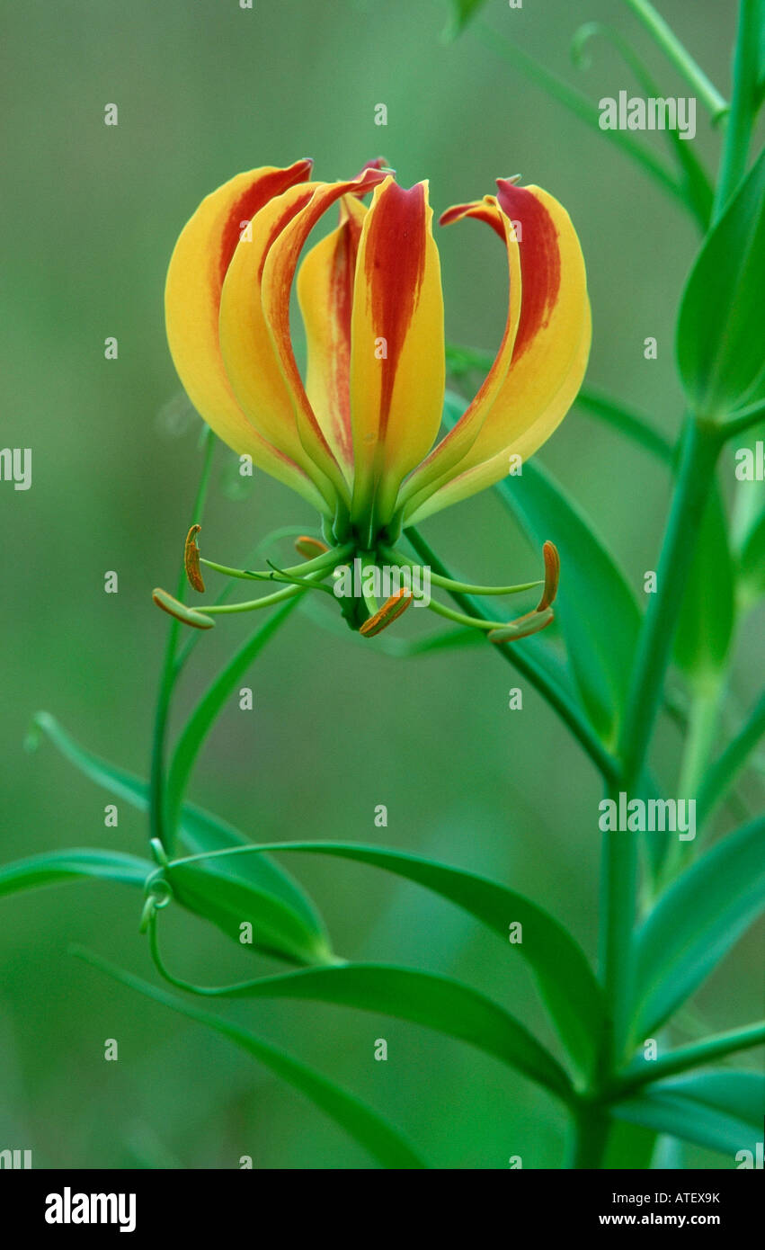 Flame lily africa hi-res stock photography and images - Alamy
