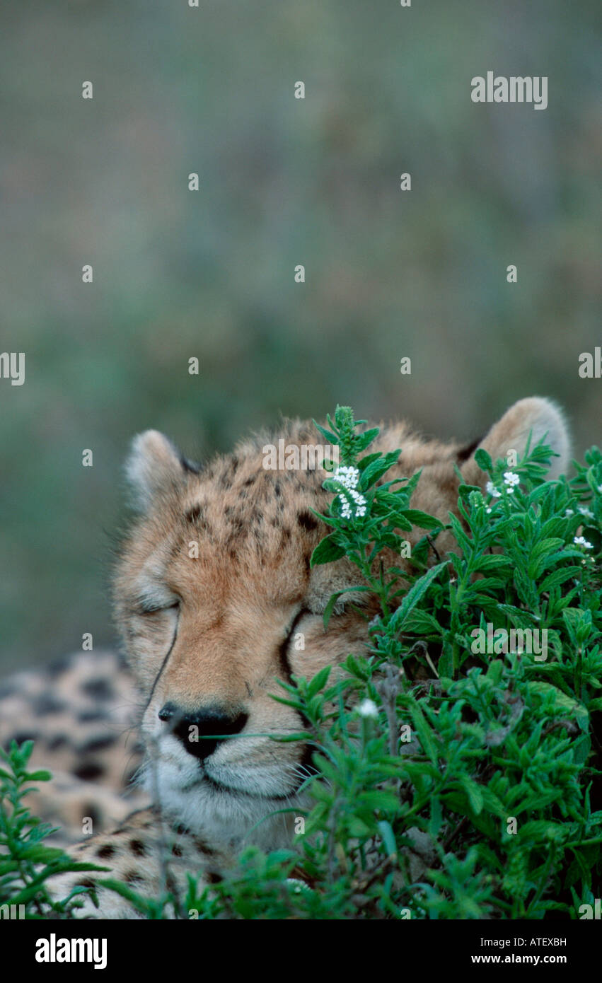 Sleeping cheetahs hi-res stock photography and images - Alamy