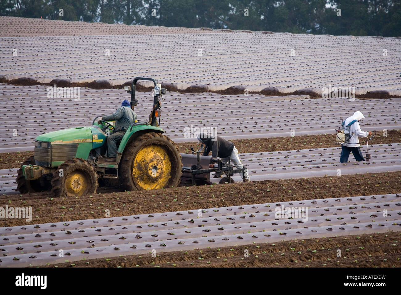 workers planting seeds Stock Photo - Alamy