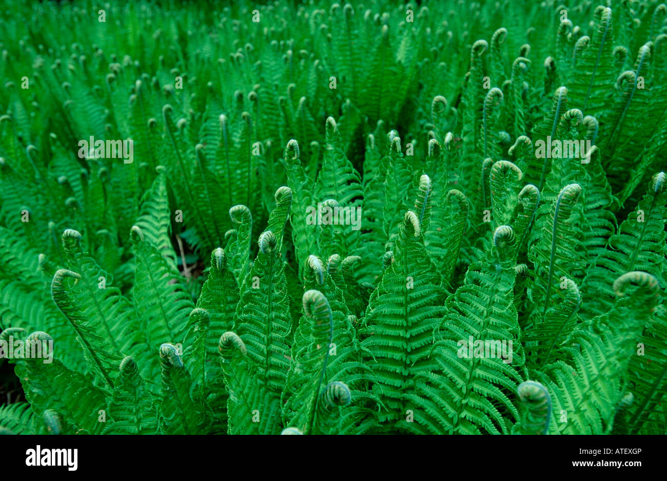 Fern in spring Stock Photo - Alamy